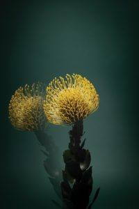 DNA — Summer (a love poem)